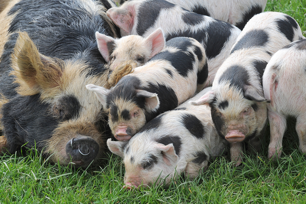 Tips to Raise Pigs – Videos – Mother Earth News